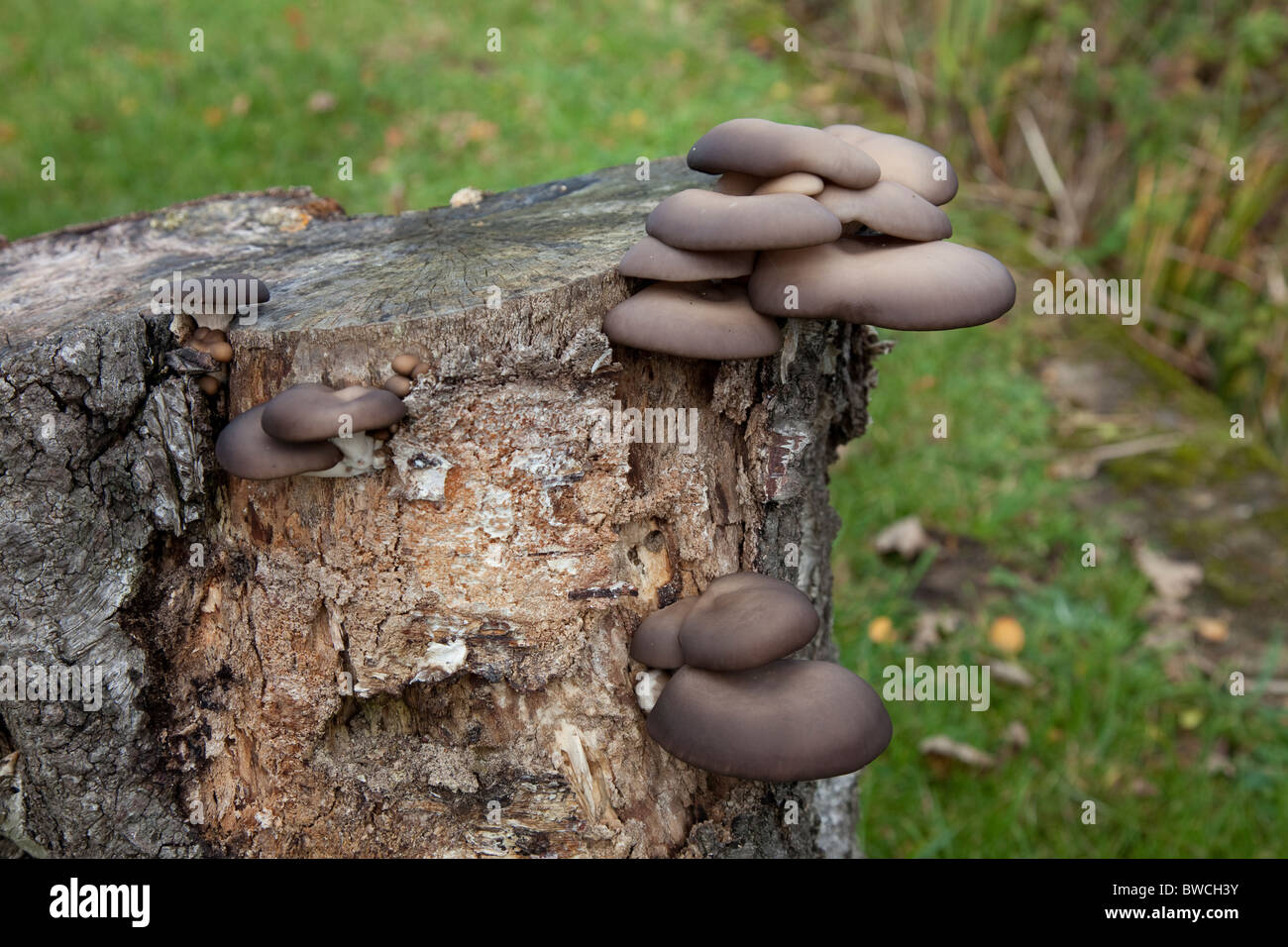 Timber rotting fungi hi-res stock photography and images - Alamy