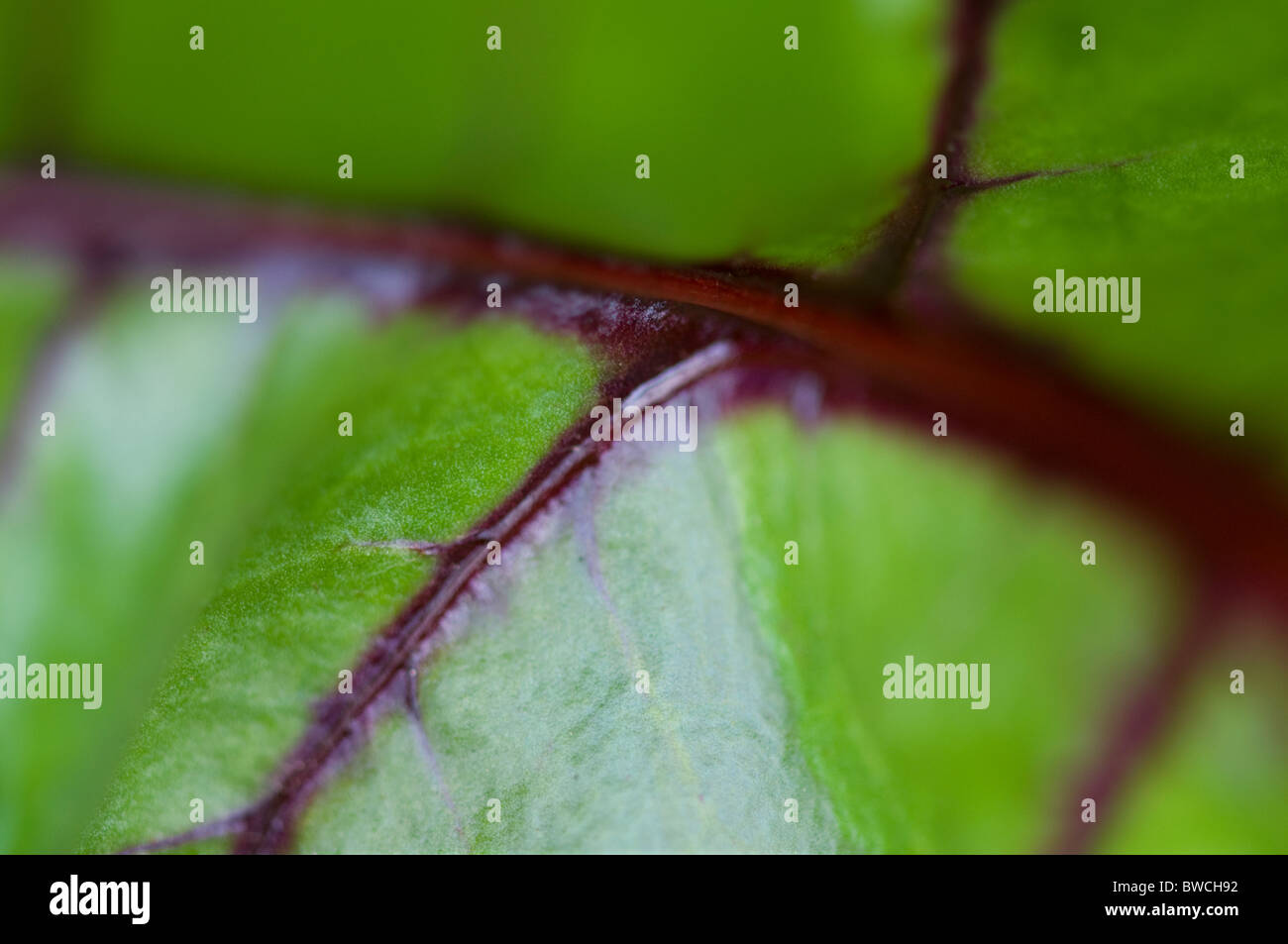 A close up of a beetroot leaf Stock Photo - Alamy