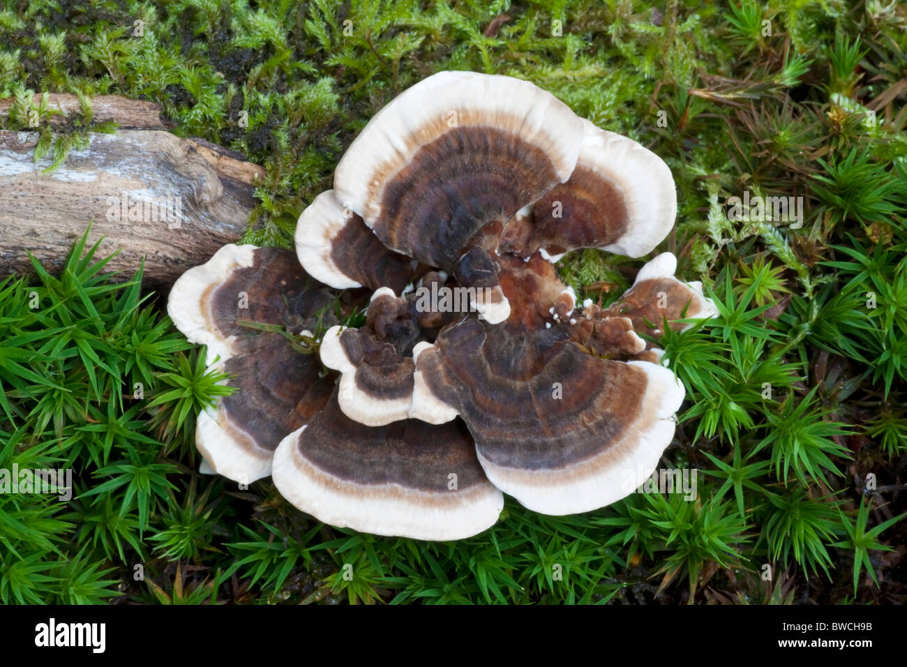 Layered fungus hi-res stock photography and images - Alamy