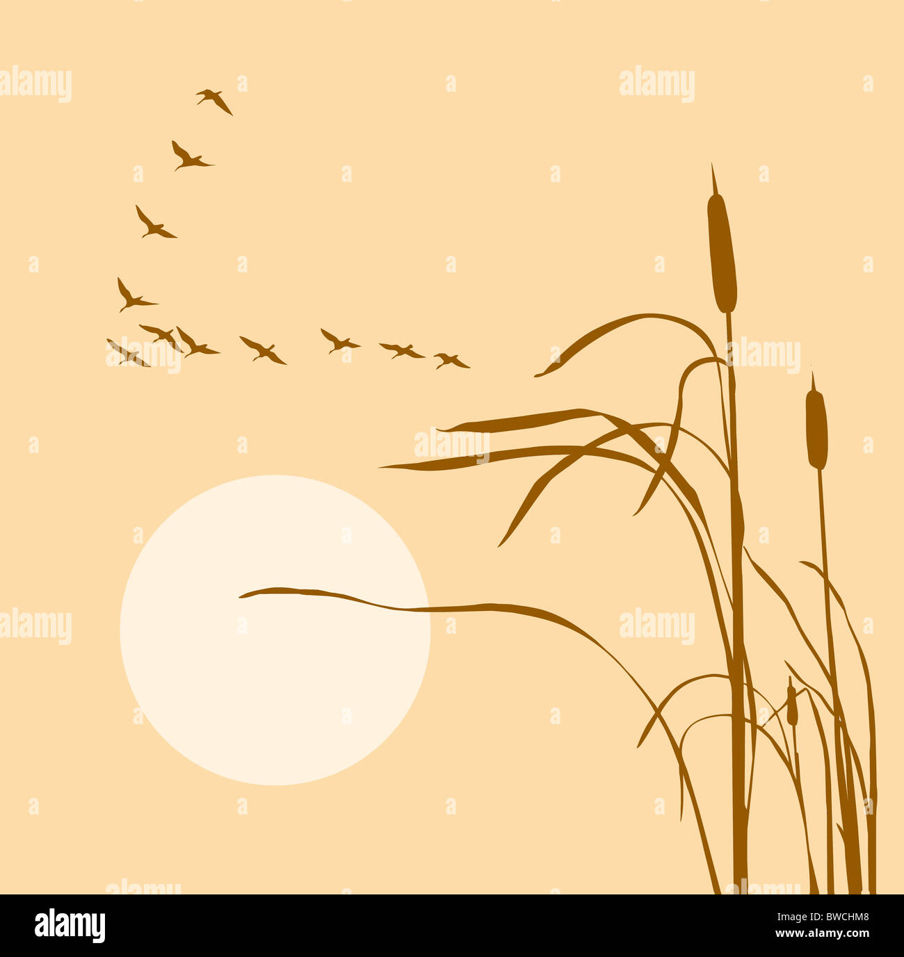 Reeds drawing Cut Out Stock Images & Pictures - Alamy