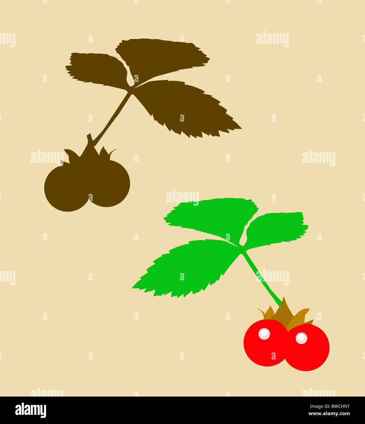 vector drawing of the berry bramble Stock Photo - Alamy
