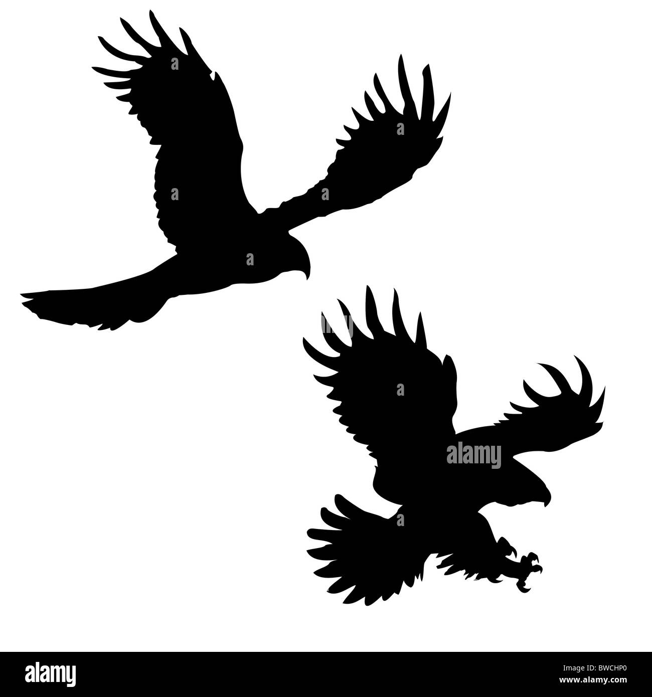 silhouette of the ravenous birds on white background Stock Photo - Alamy