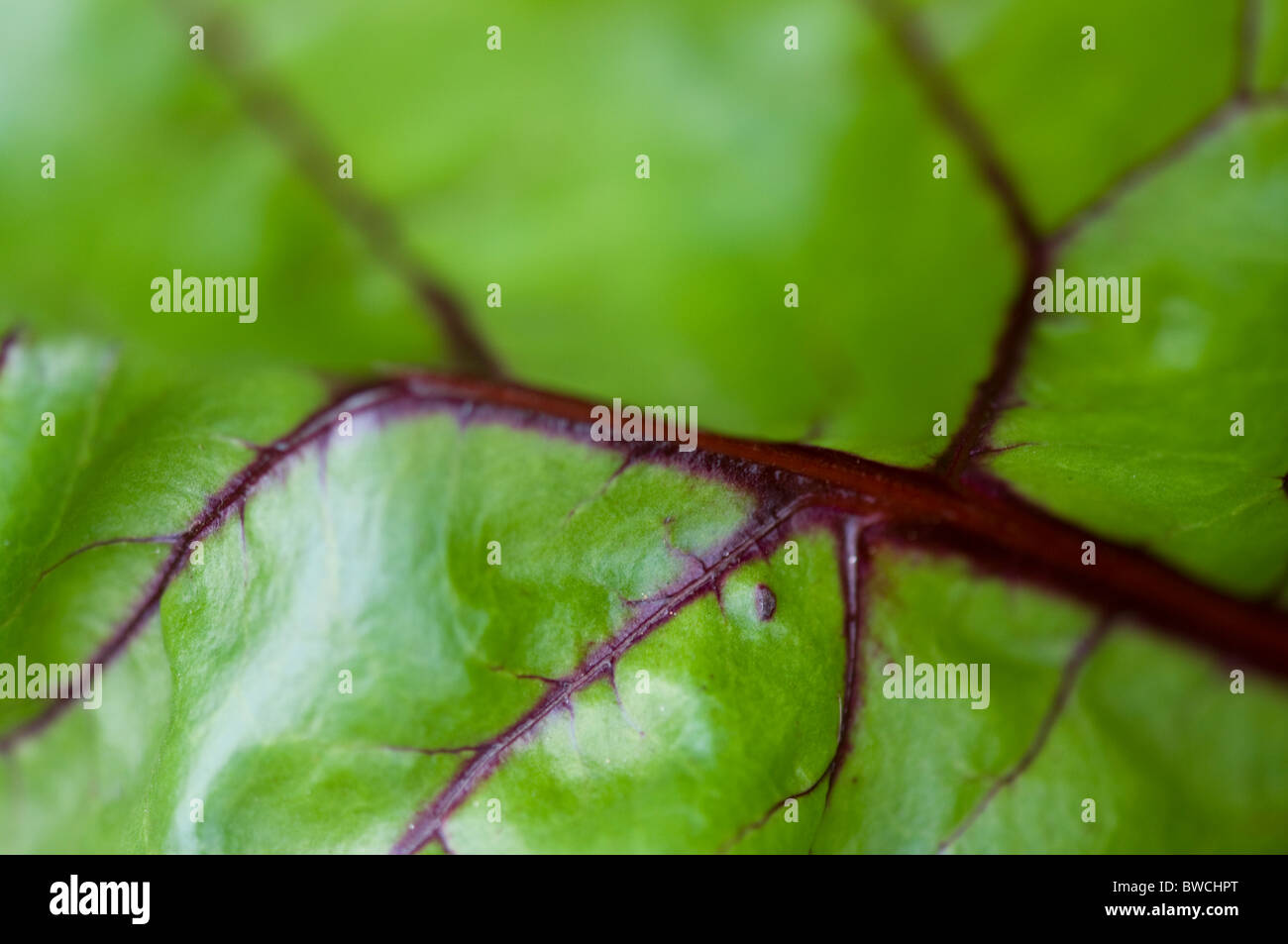 A close up of a beetroot leaf Stock Photo - Alamy
