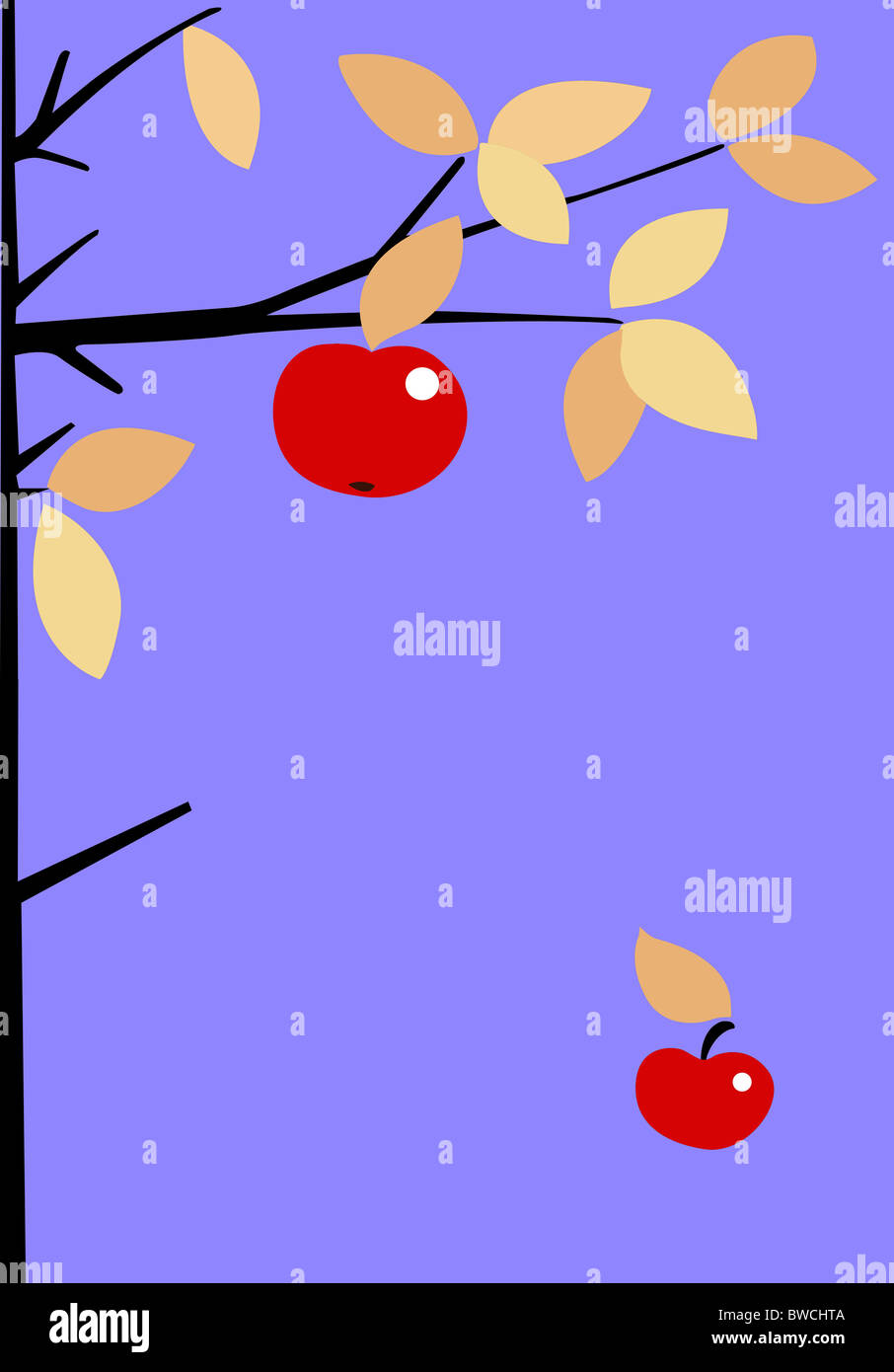 apple on branch of the aple trees Stock Photo - Alamy