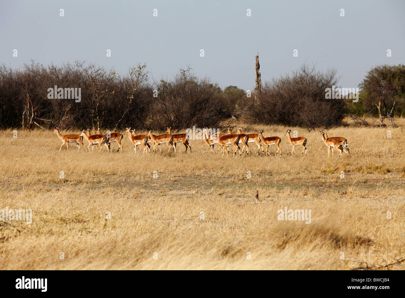 Female Impala antelopes in Hwange National Park, Zimbabwe Stock Photo ...