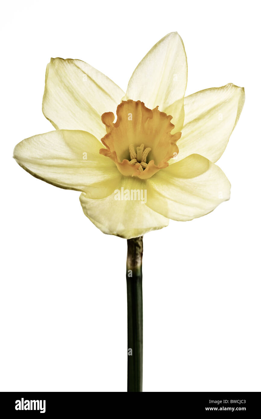 Photograph of a daffodil, taken against a white background Stock Photo ...