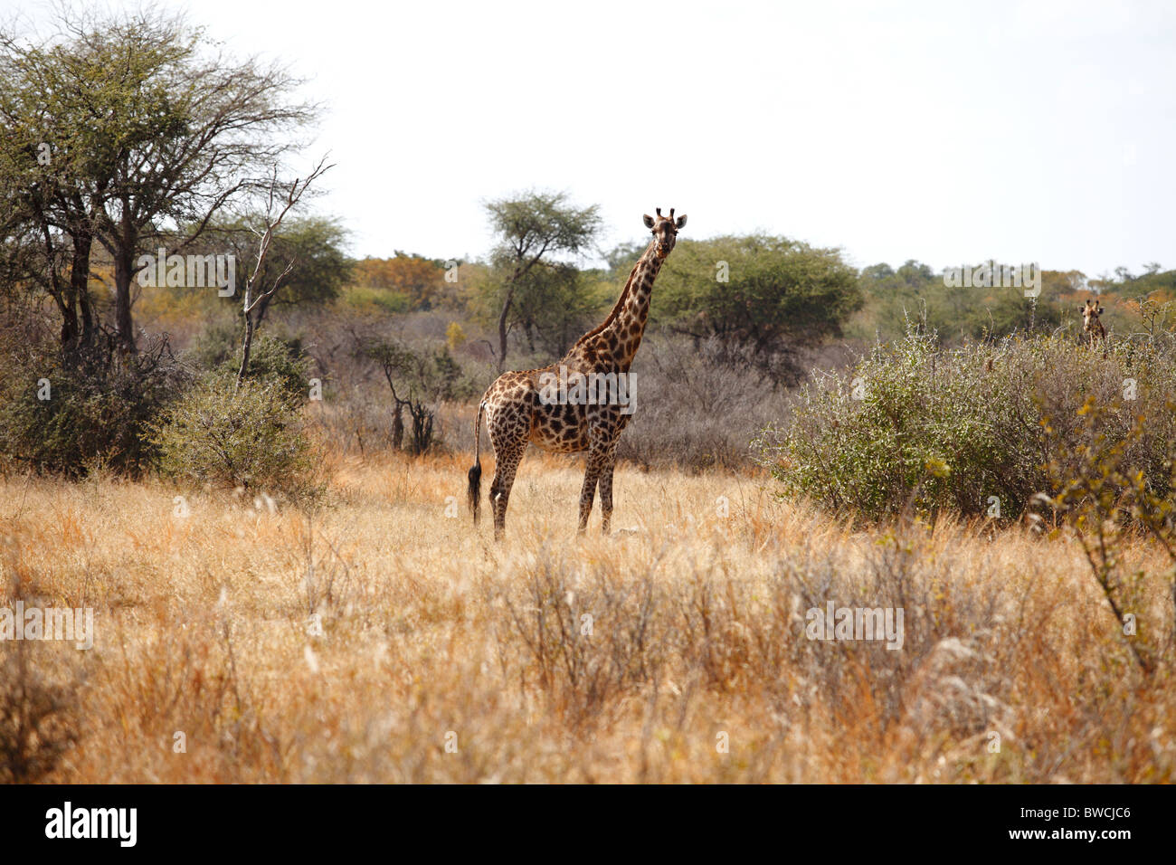 Hwange national park zimbabwe giraffe hi-res stock photography and ...