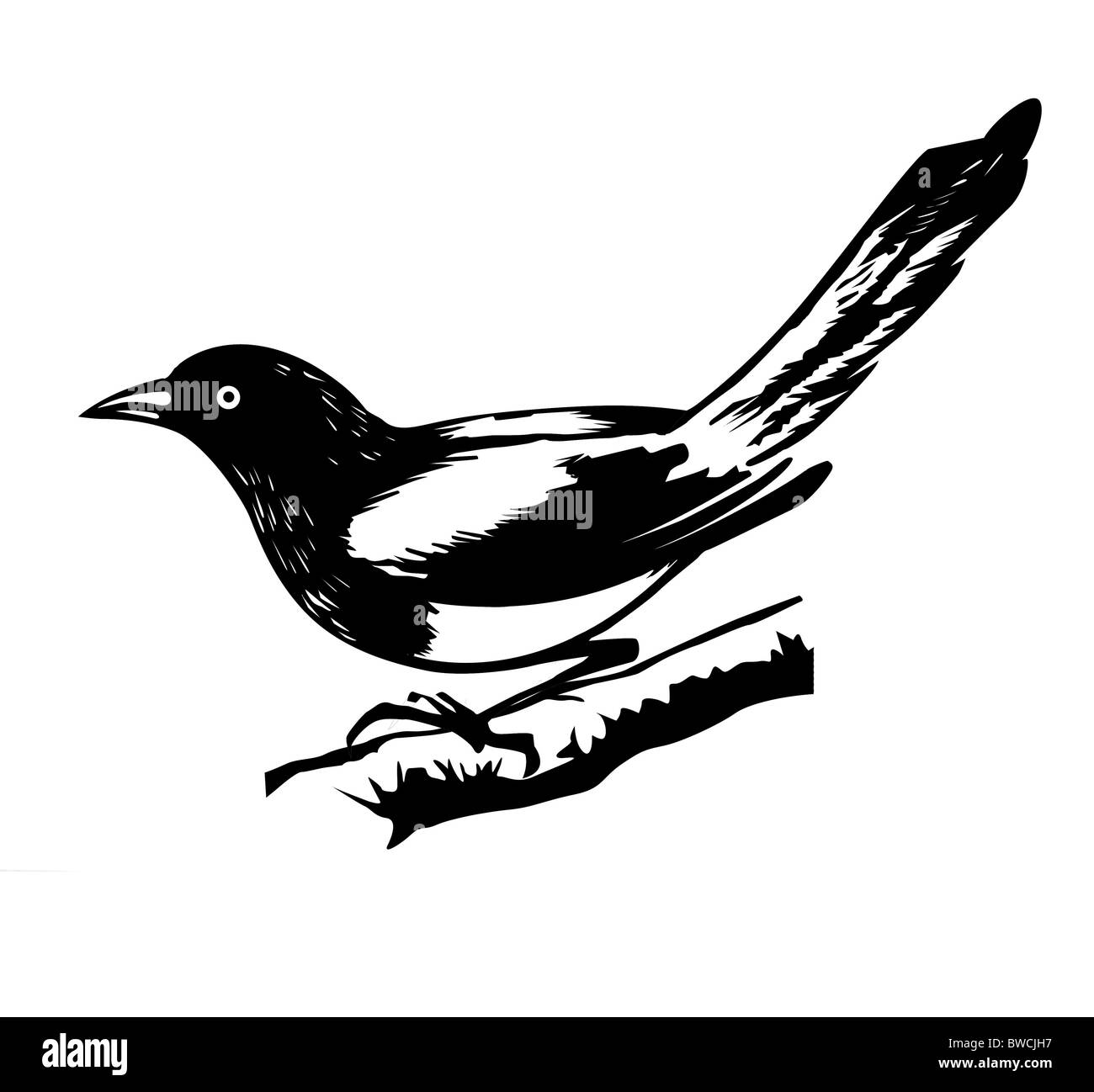 Magpie illustration abstract hi-res stock photography and images - Alamy