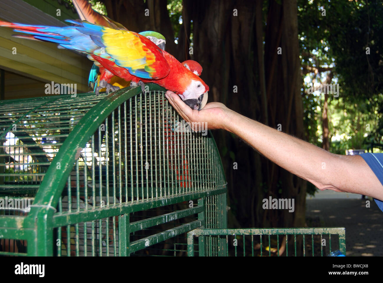 Birds being fed by hand hi-res stock photography and images - Alamy