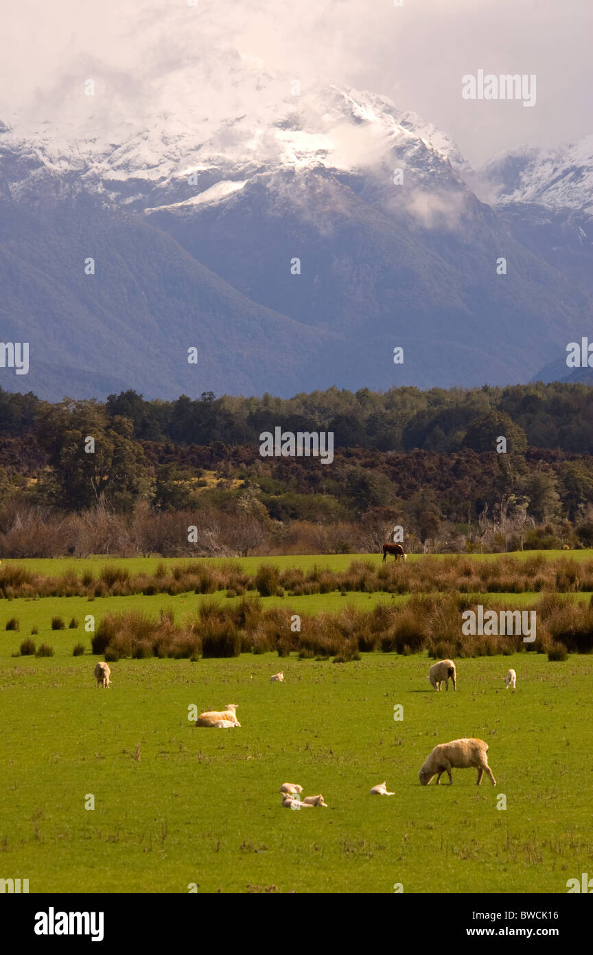 Mount cook sheep hi-res stock photography and images - Alamy