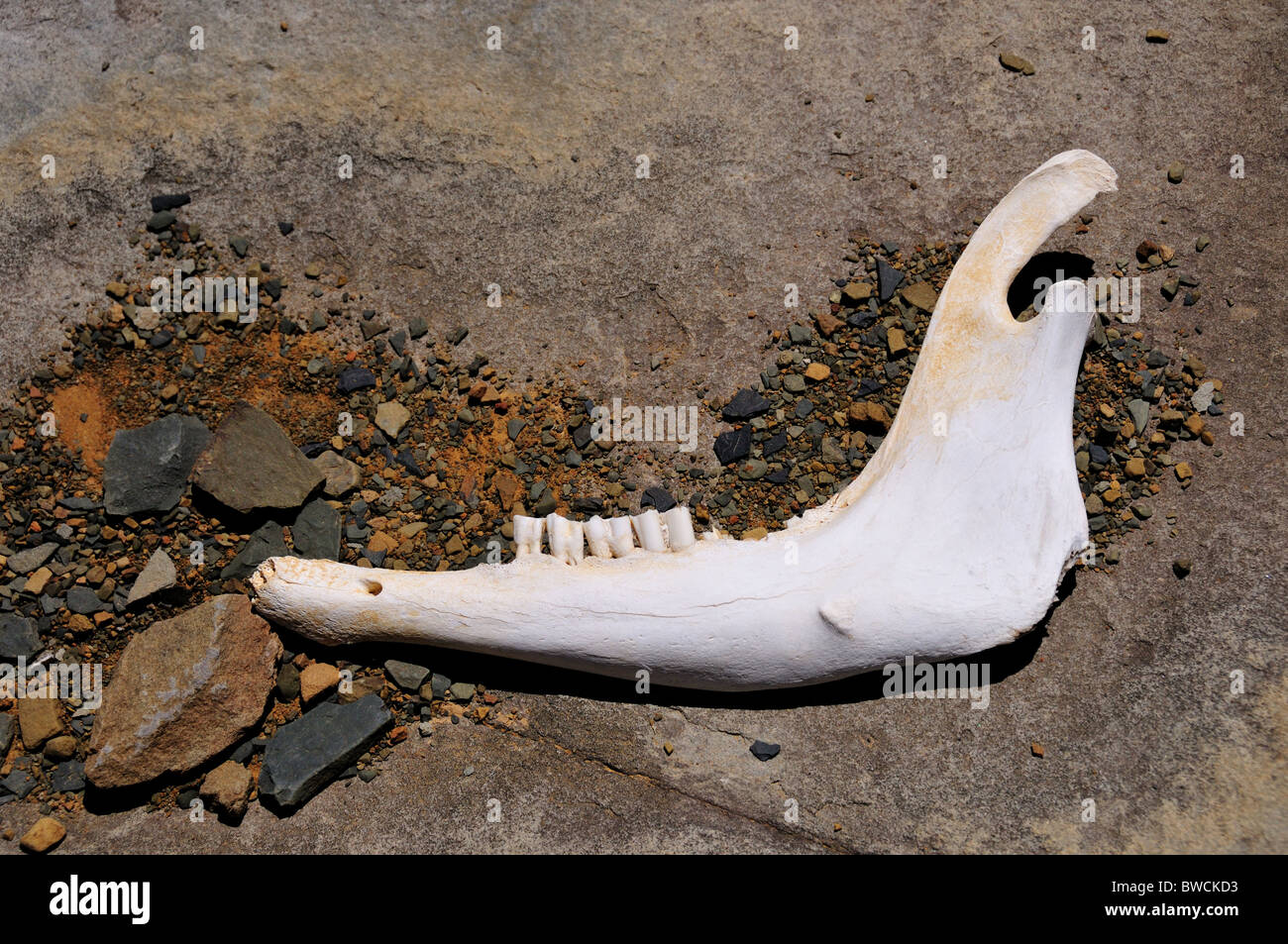 Animal jaw bone hi-res stock photography and images - Alamy