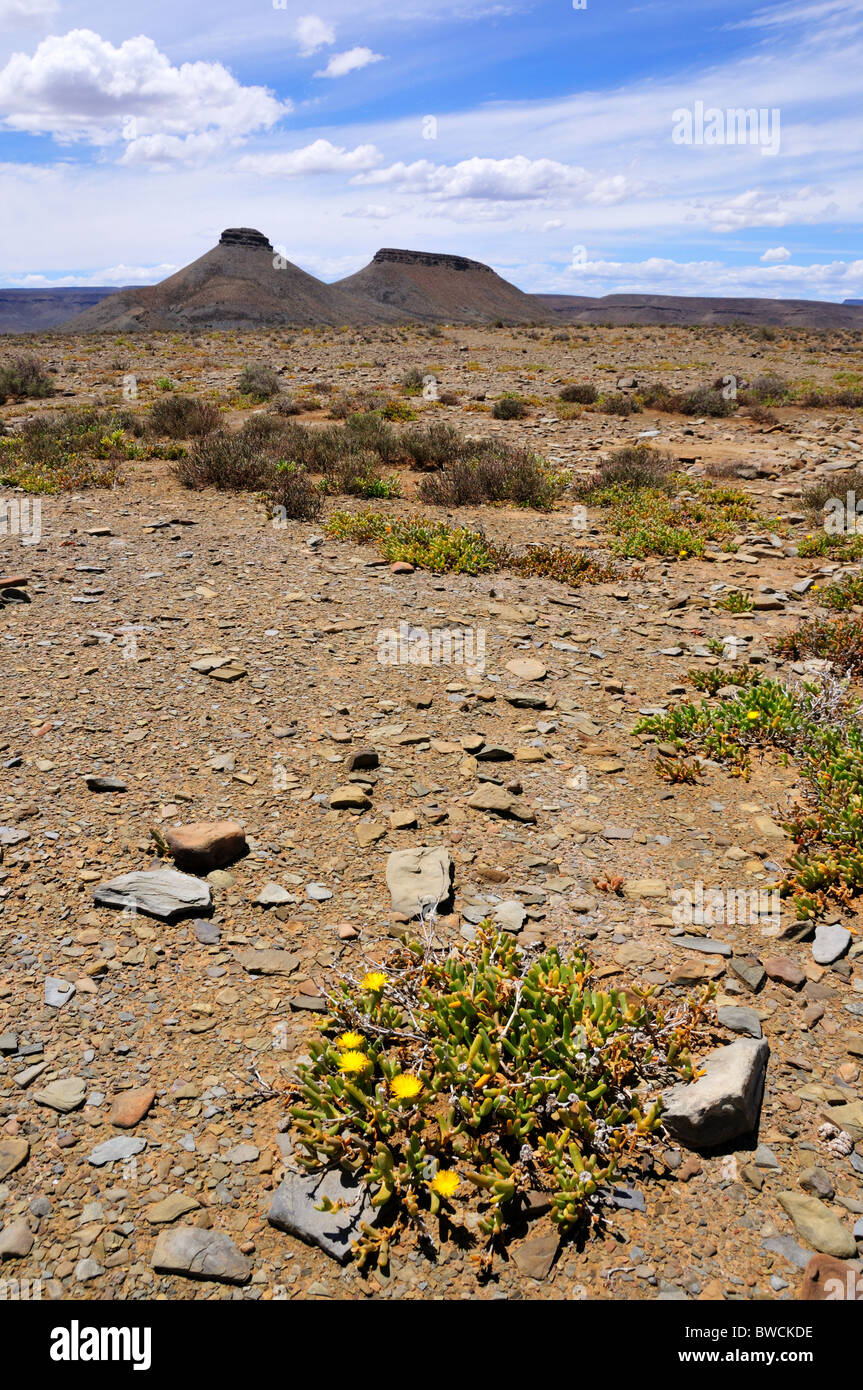 Desert landscape. South Africa Stock Photo - Alamy