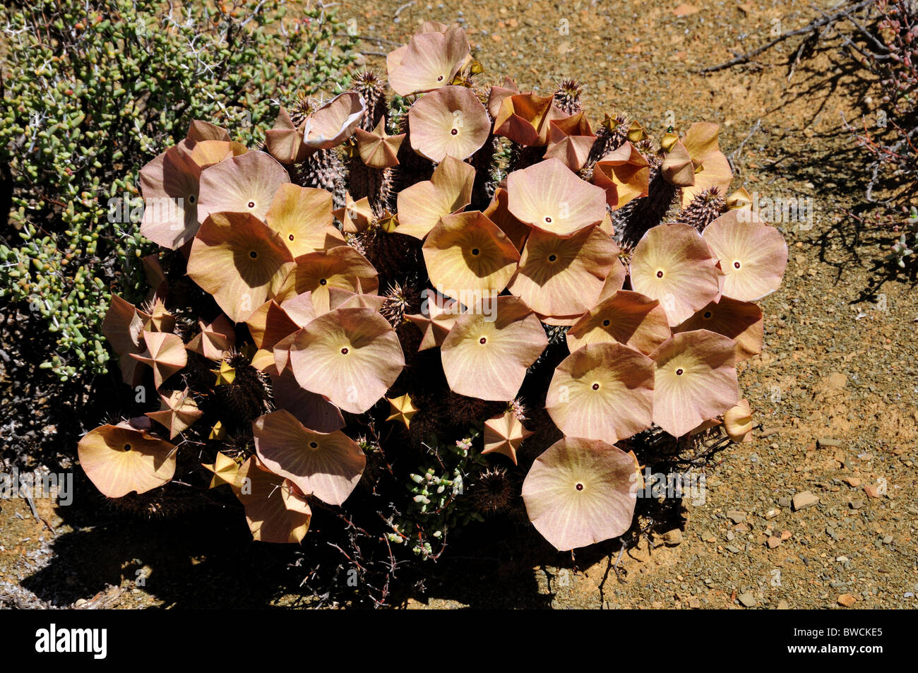 Hoodia gordonii High Resolution Stock Photography and Images - Alamy