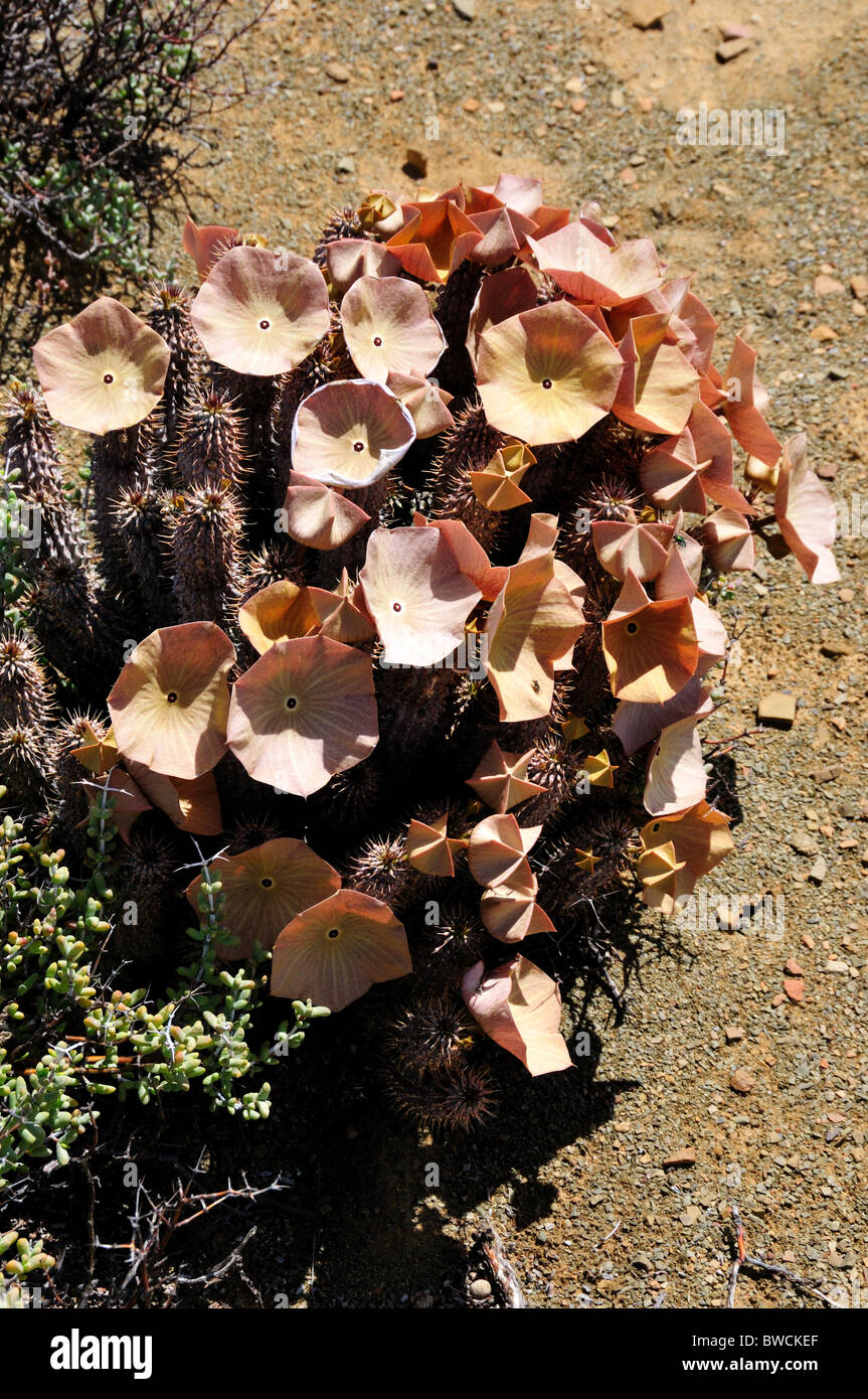 Hoodia gordonii hi-res stock photography and images - Alamy