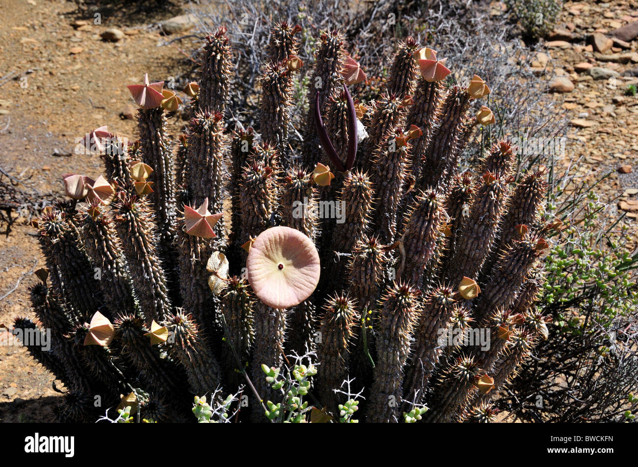 Hoodia gordonii hi-res stock photography and images - Alamy