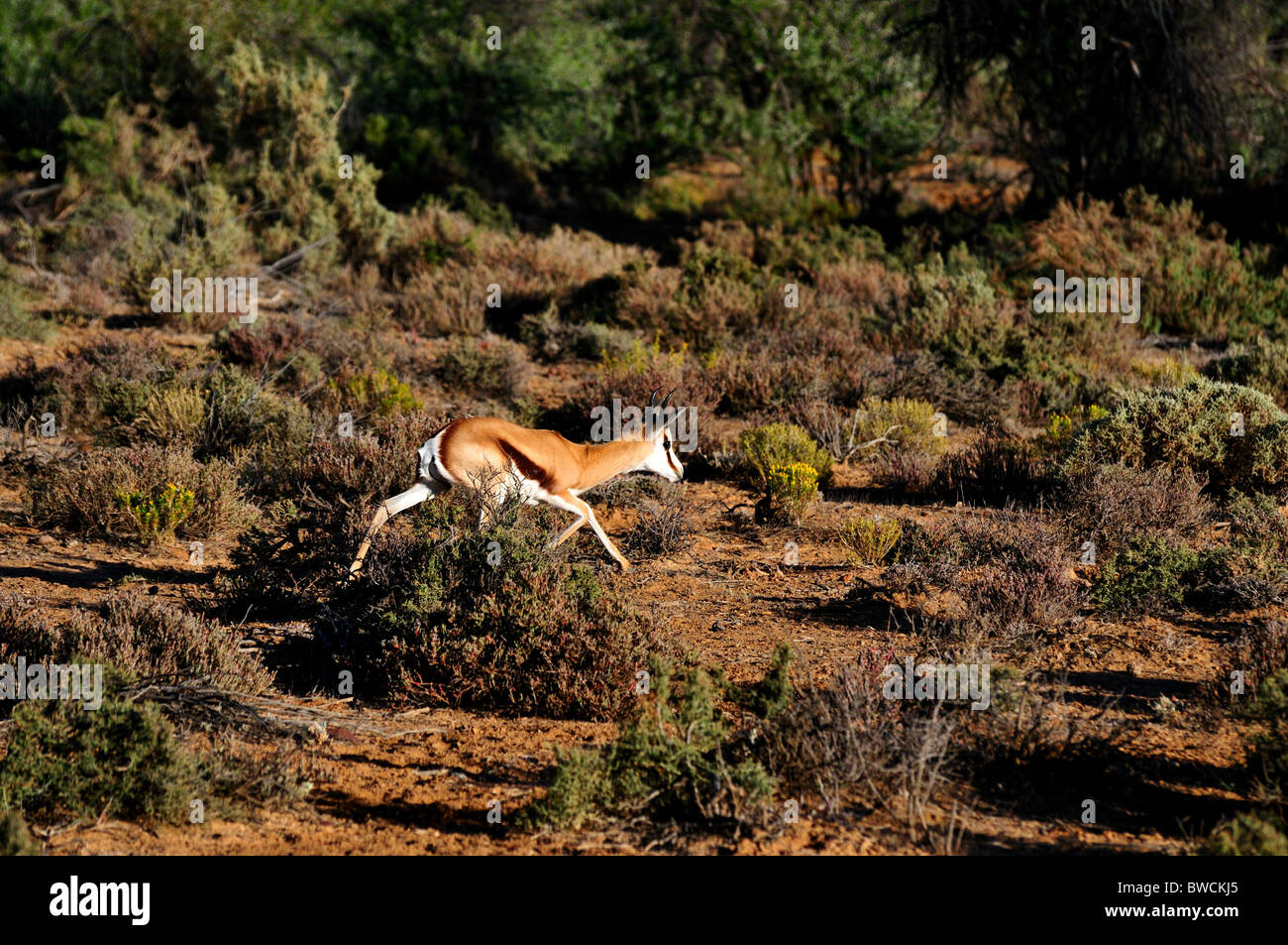 A springbok running in the bushes. South Africa Stock Photo - Alamy