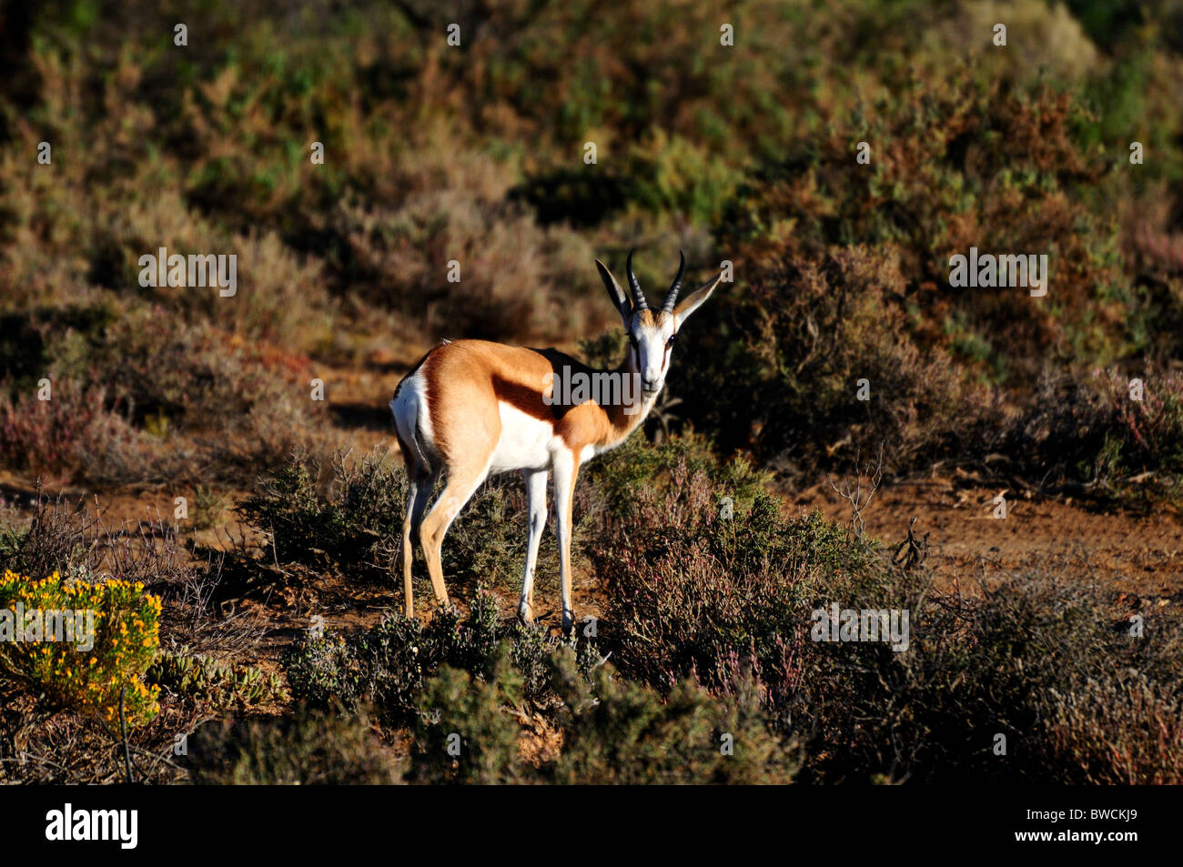 A springbok in the bushes. South Africa Stock Photo - Alamy