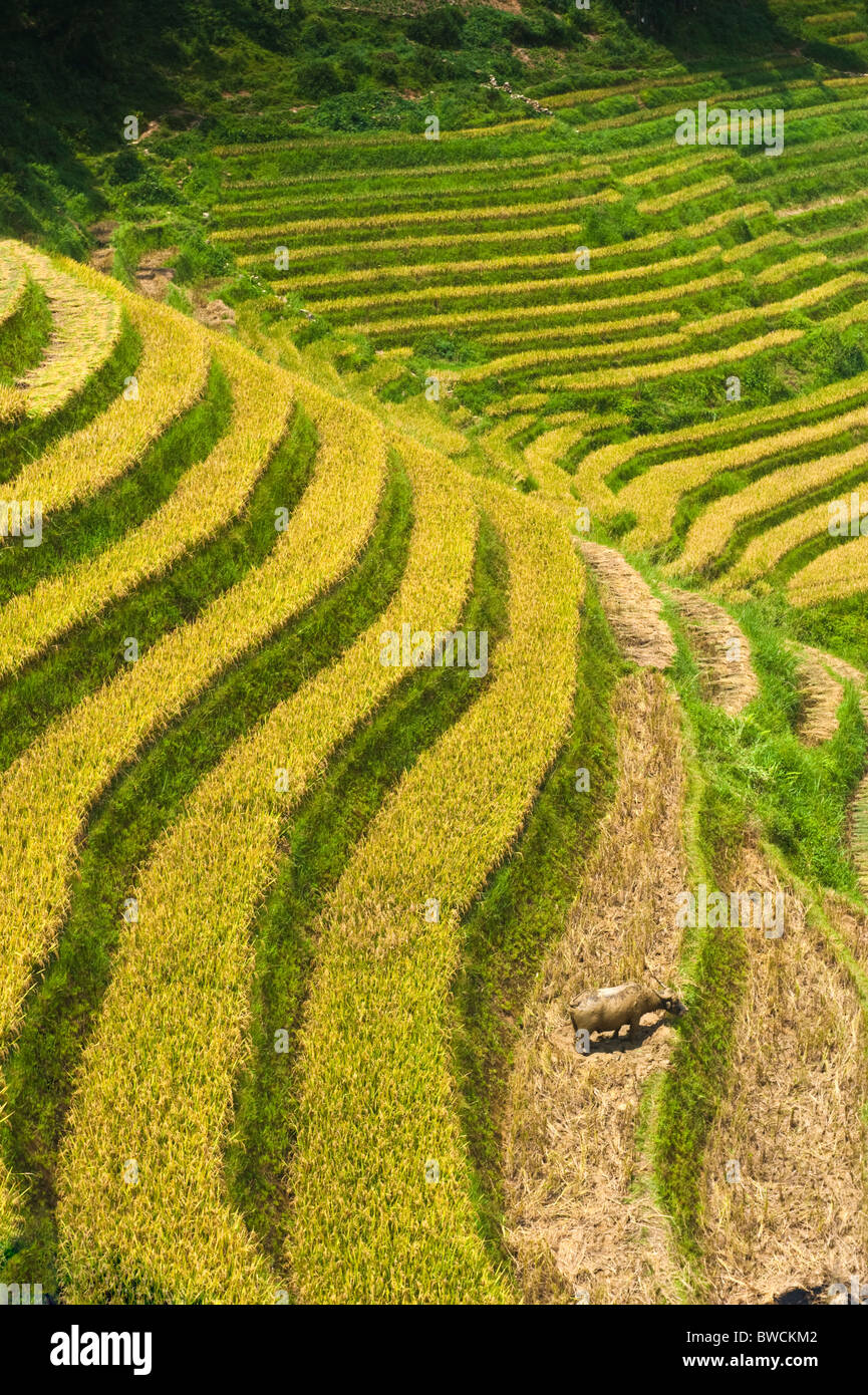 Vietnam rice paddy buffalo hi-res stock photography and images - Alamy