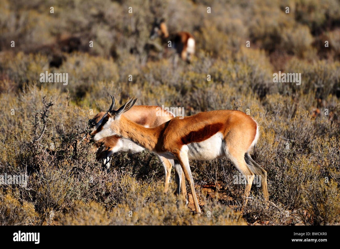 A pair of springboks grazing in the bushes. South Africa Stock Photo ...