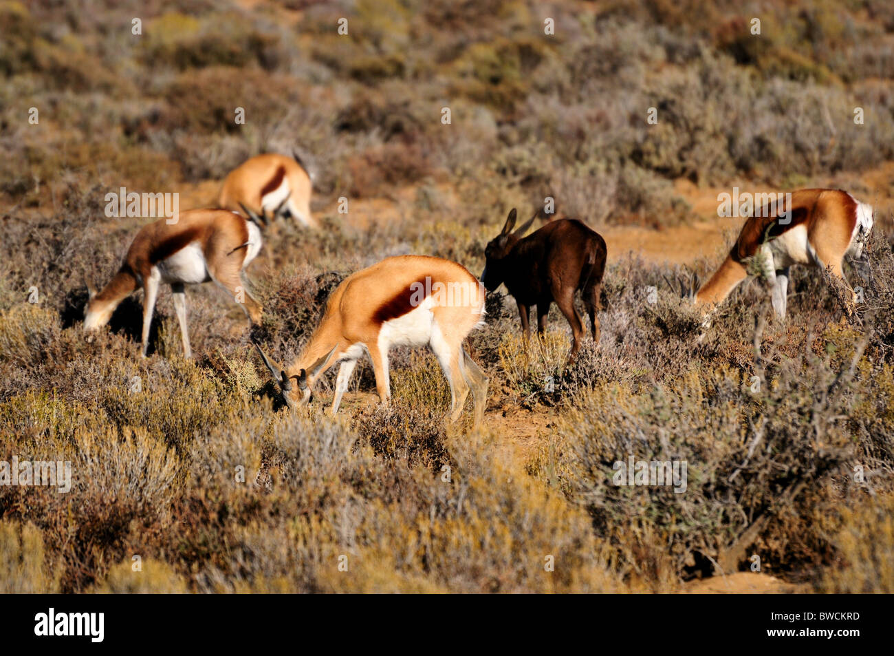 Springboks south africa hi-res stock photography and images - Alamy