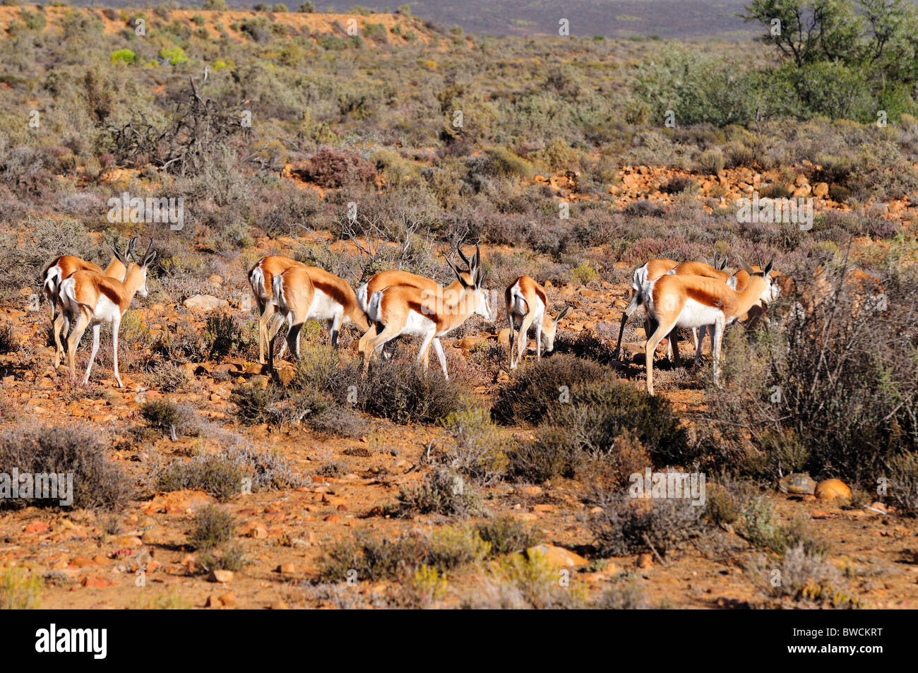Herd Springboks High Resolution Stock Photography and Images - Alamy