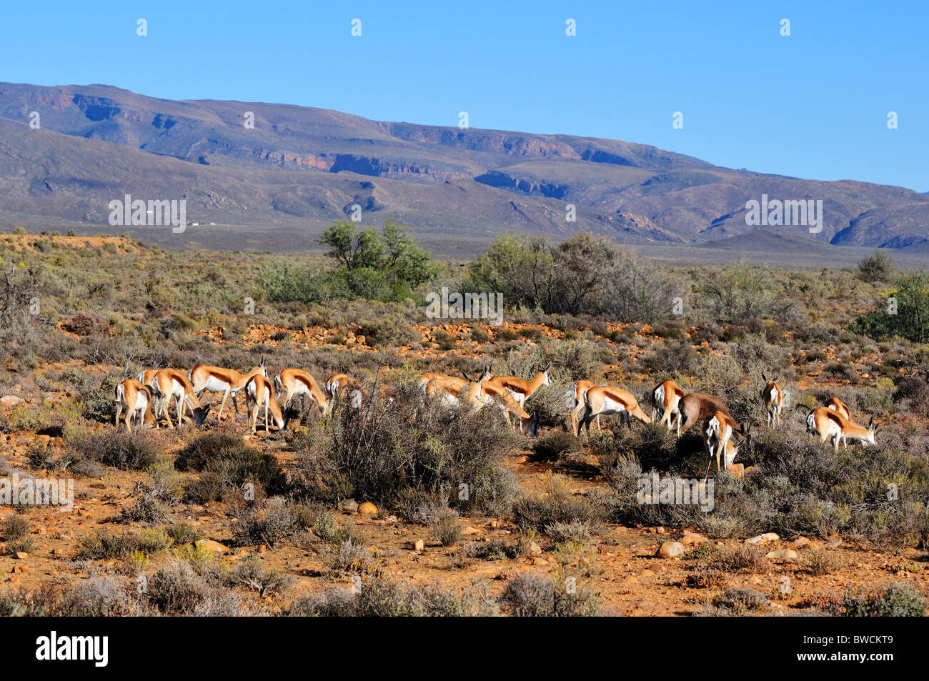 Springbok Africa Springboks Herd High Resolution Stock Photography and ...