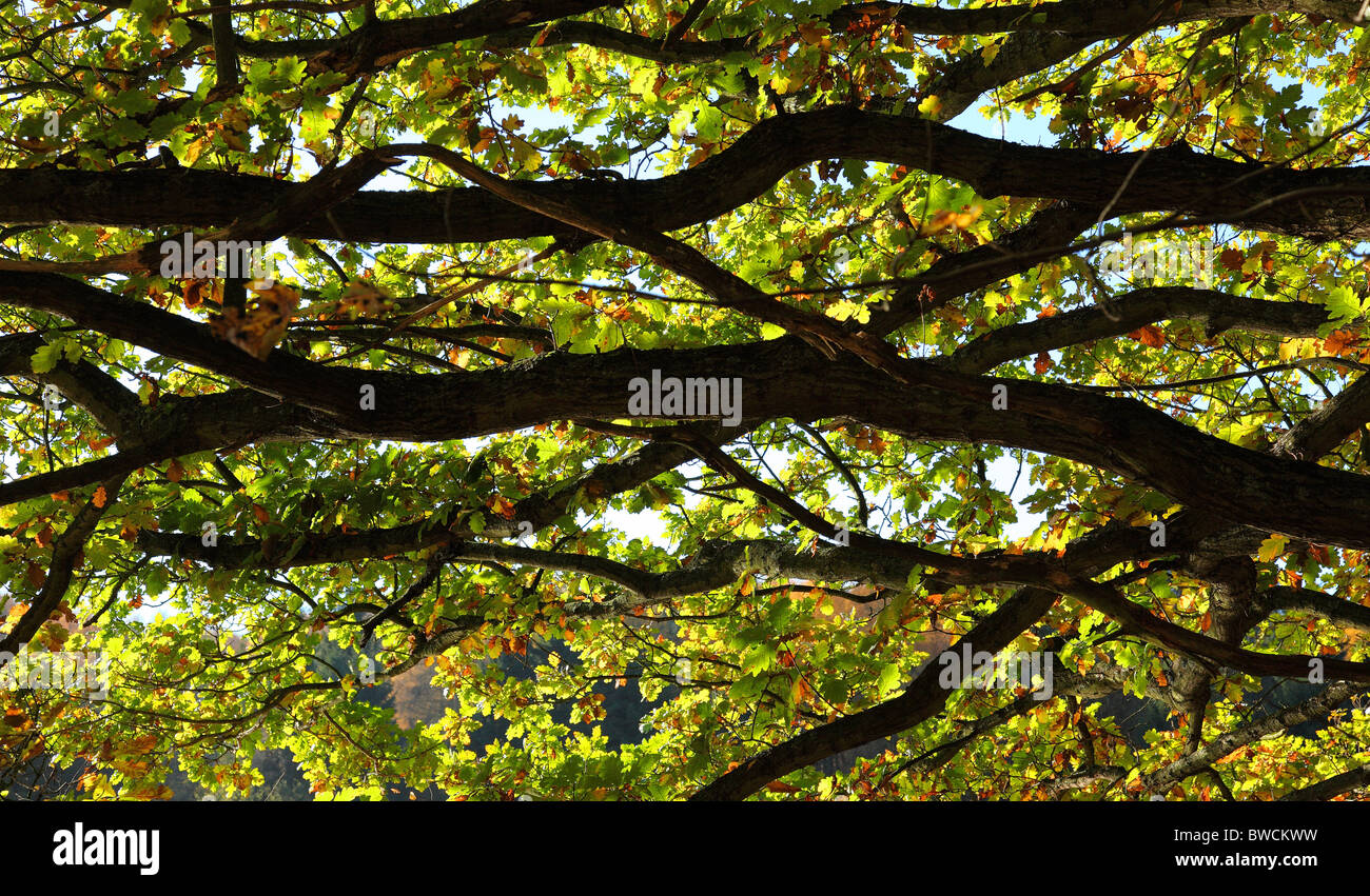 TREES IN LATE AUTUMN Stock Photo - Alamy