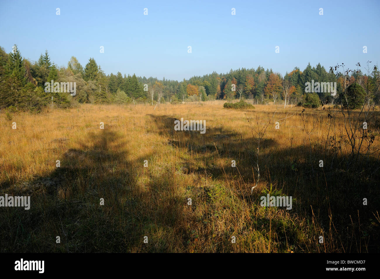 Autumn trees in nature reserve next to Kirchsee, Bavaria, Germany Stock ...