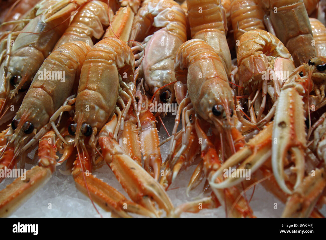 Decapod crustaceans hi-res stock photography and images - Alamy