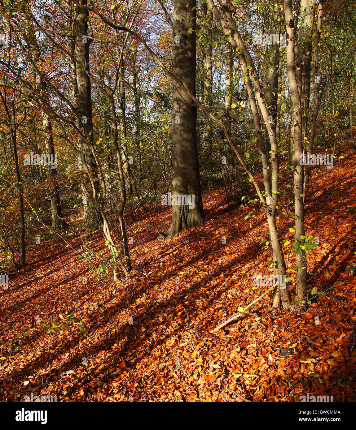 TREES IN LATE AUTUMN Stock Photo - Alamy