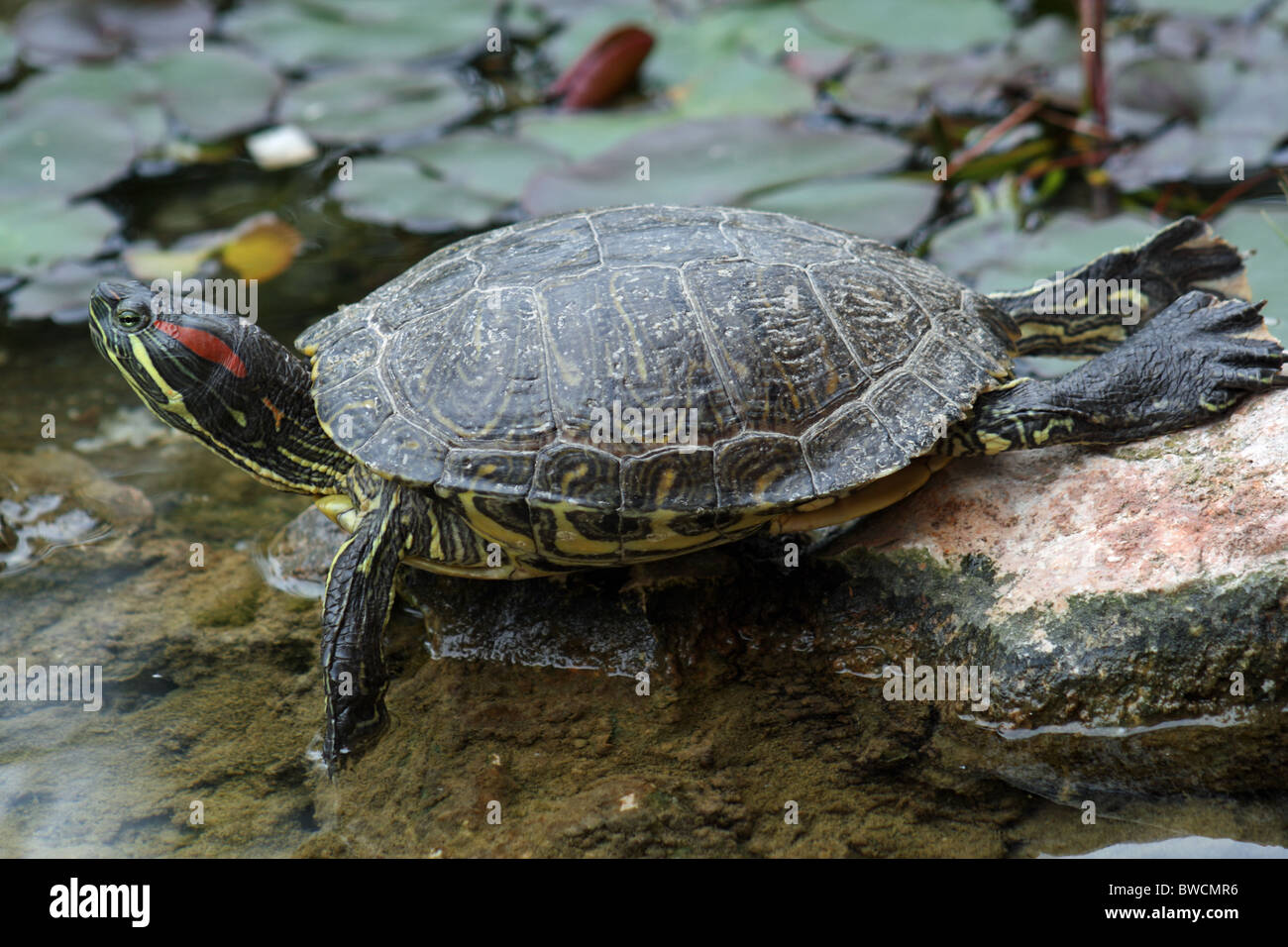 Red eared terrapin hi-res stock photography and images - Alamy