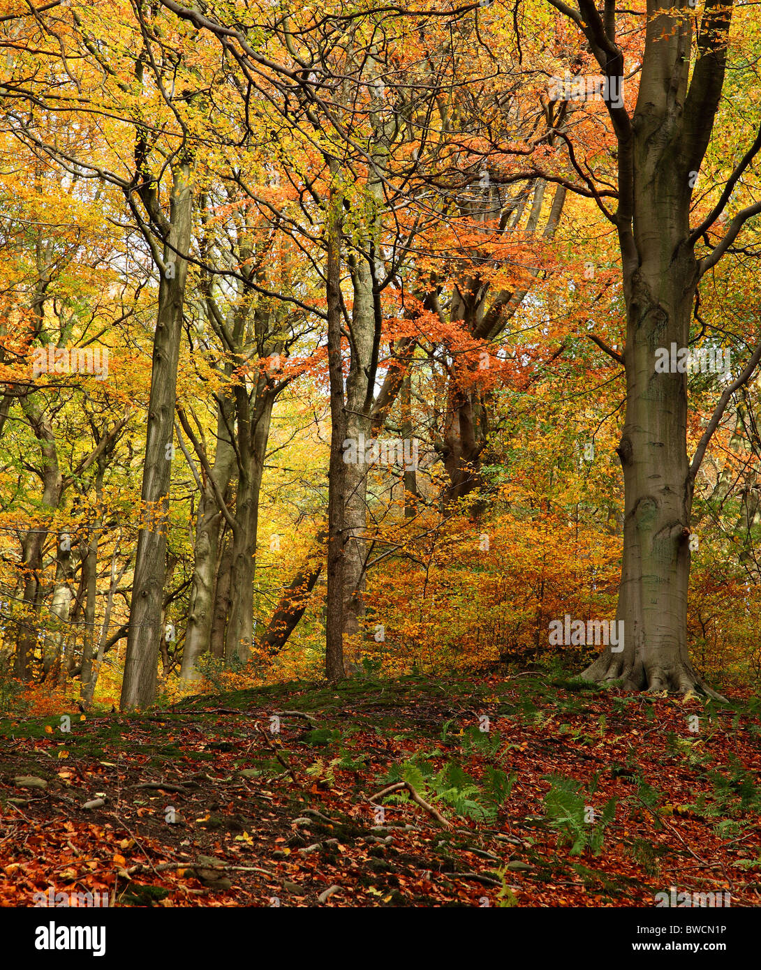 TREES IN LATE AUTUMN Stock Photo - Alamy