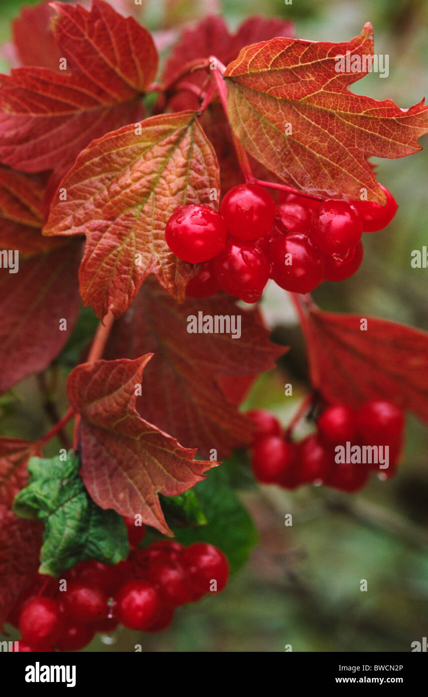 VIBURNUM OPULUS GUELDER ROSE BERRIES Stock Photo - Alamy