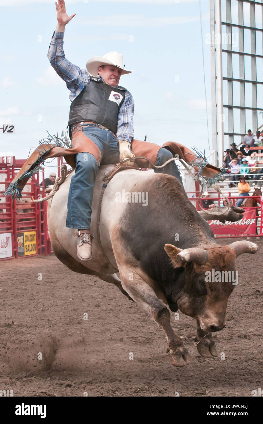 Cowboy bull riding, Ponoka Stampede, Ponoka, Alberta, Canada Stock ...