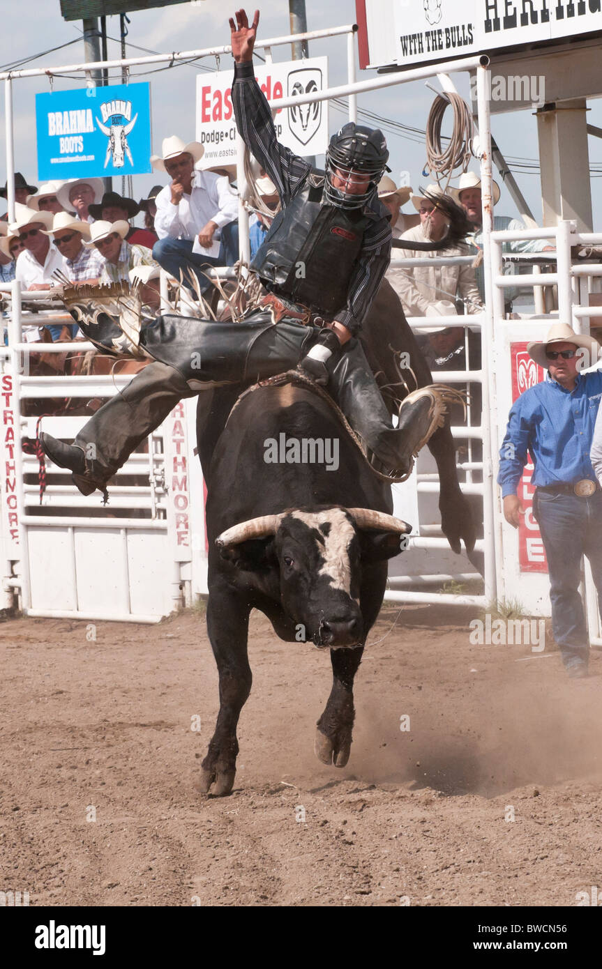 Rodeo bull riding cowboy hi-res stock photography and images - Alamy