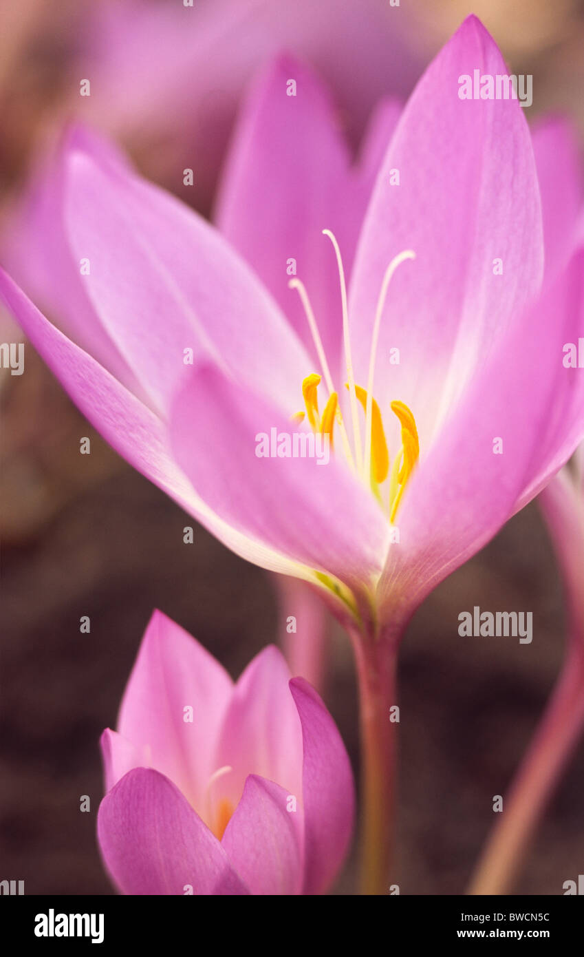 COLCHICUM AUTUMNALE AUTUMN CROCUS Stock Photo - Alamy