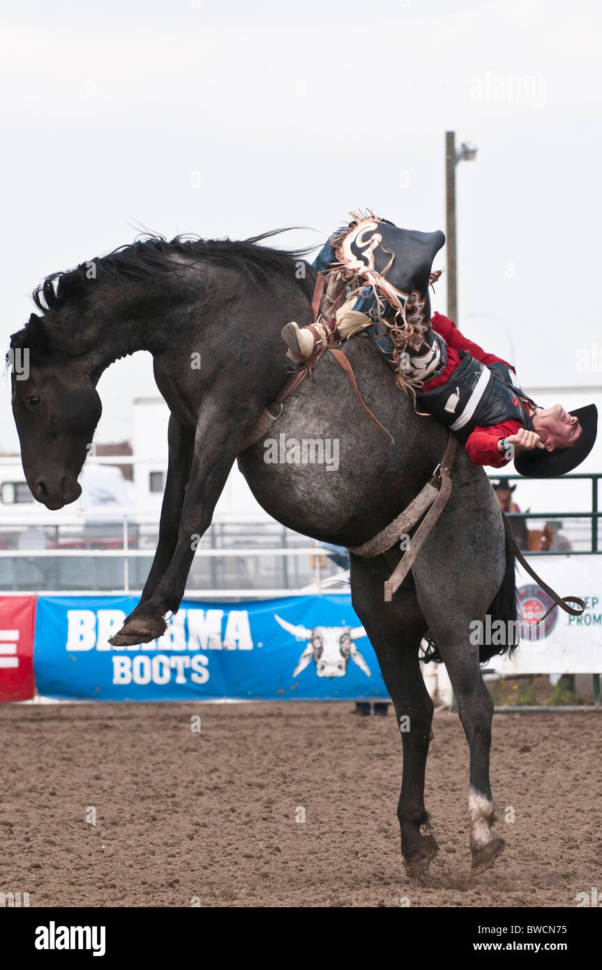Cowboy, bareback bronc riding, Strathmore Heritage Days, Rodeo ...