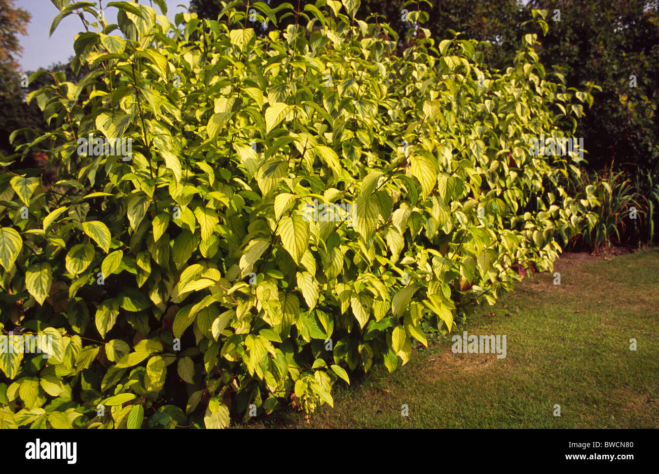 Cornus stolonifera hi-res stock photography and images - Alamy