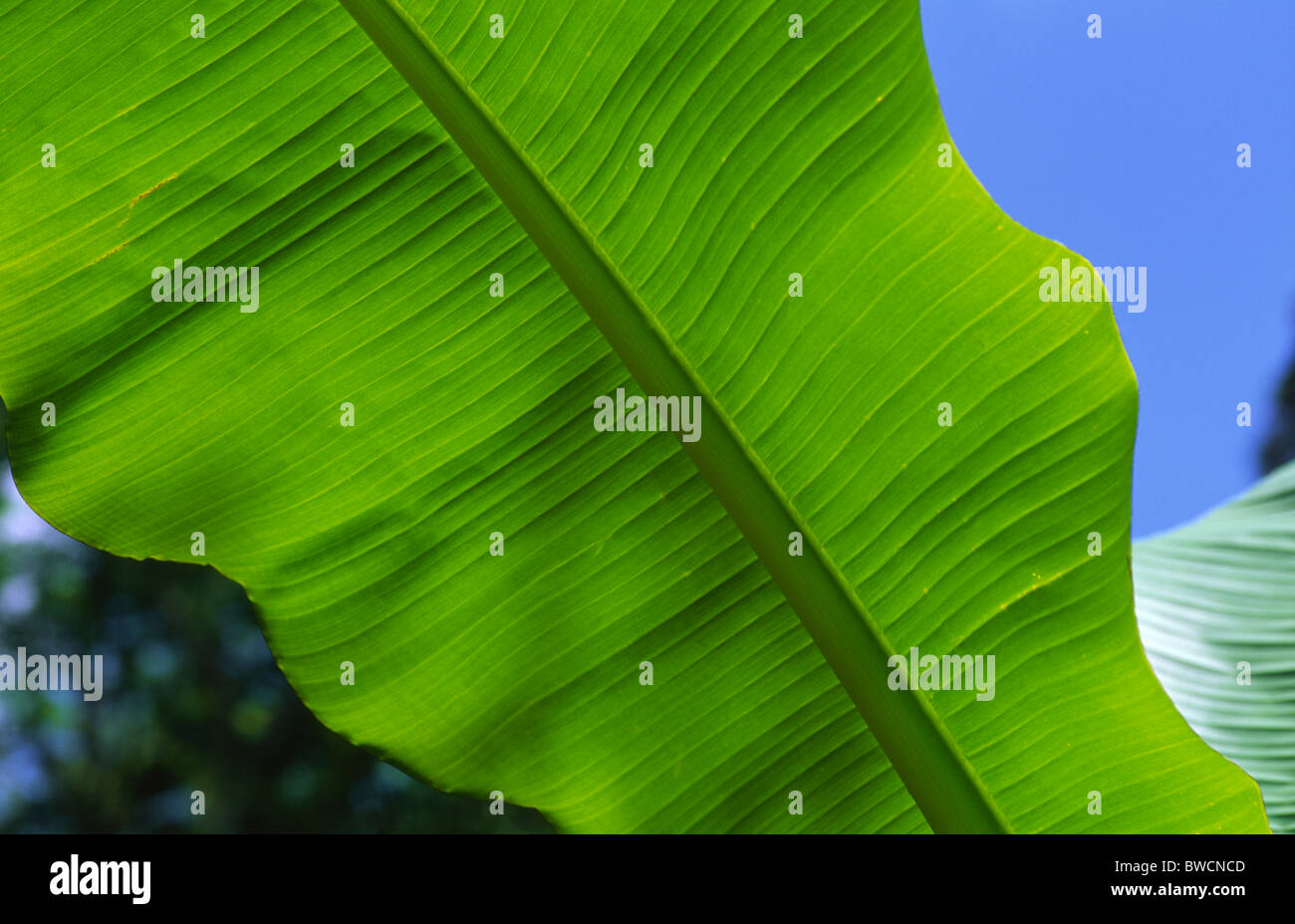 Bannana plant hi-res stock photography and images - Alamy