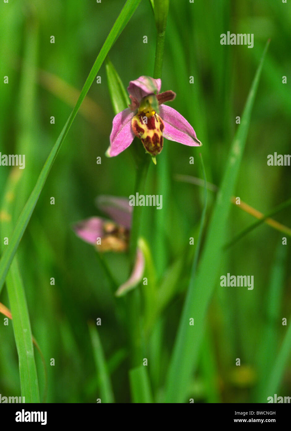 Ophrys insectifera Bee Orchid Stock Photo - Alamy