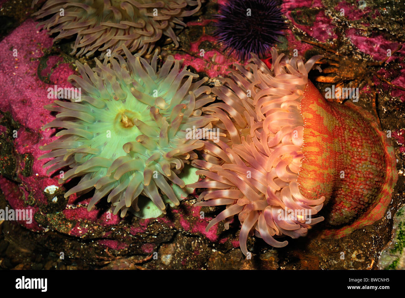 Christmas anemone, Urticina crassicornis, captive Stock Photo - Alamy
