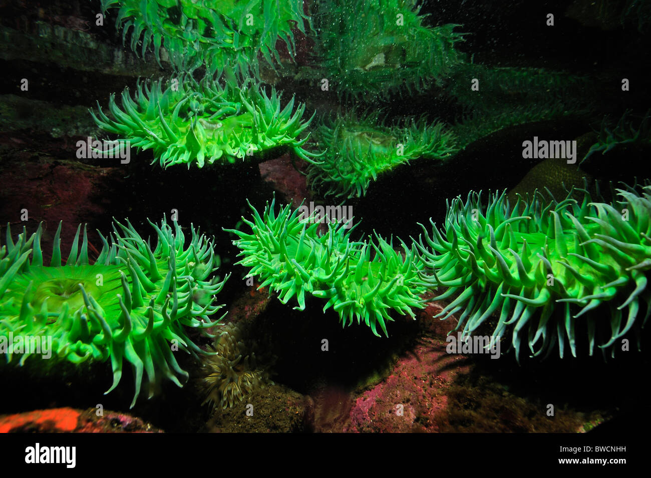 Green Sea Anemone Side View