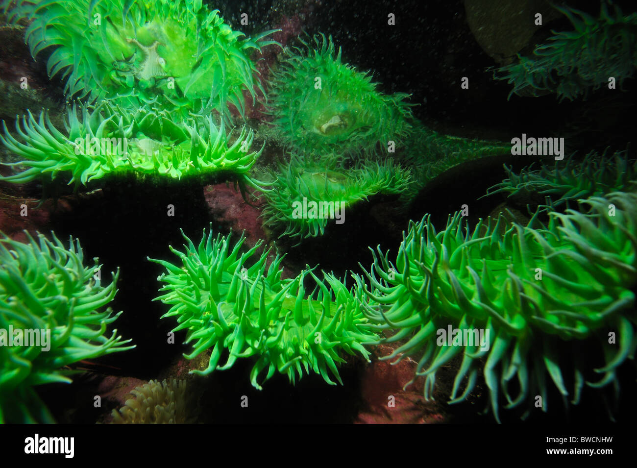 Anthopleura xanthogrammica hi-res stock photography and images - Alamy