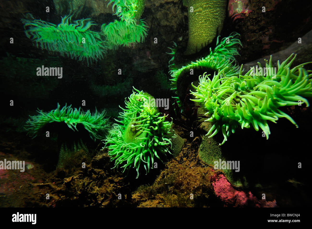 Giant green anemone, Anthopleura xanthogrammica, captive Stock Photo ...