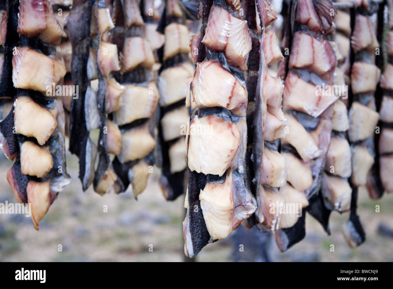 Lump fish hi-res stock photography and images - Alamy