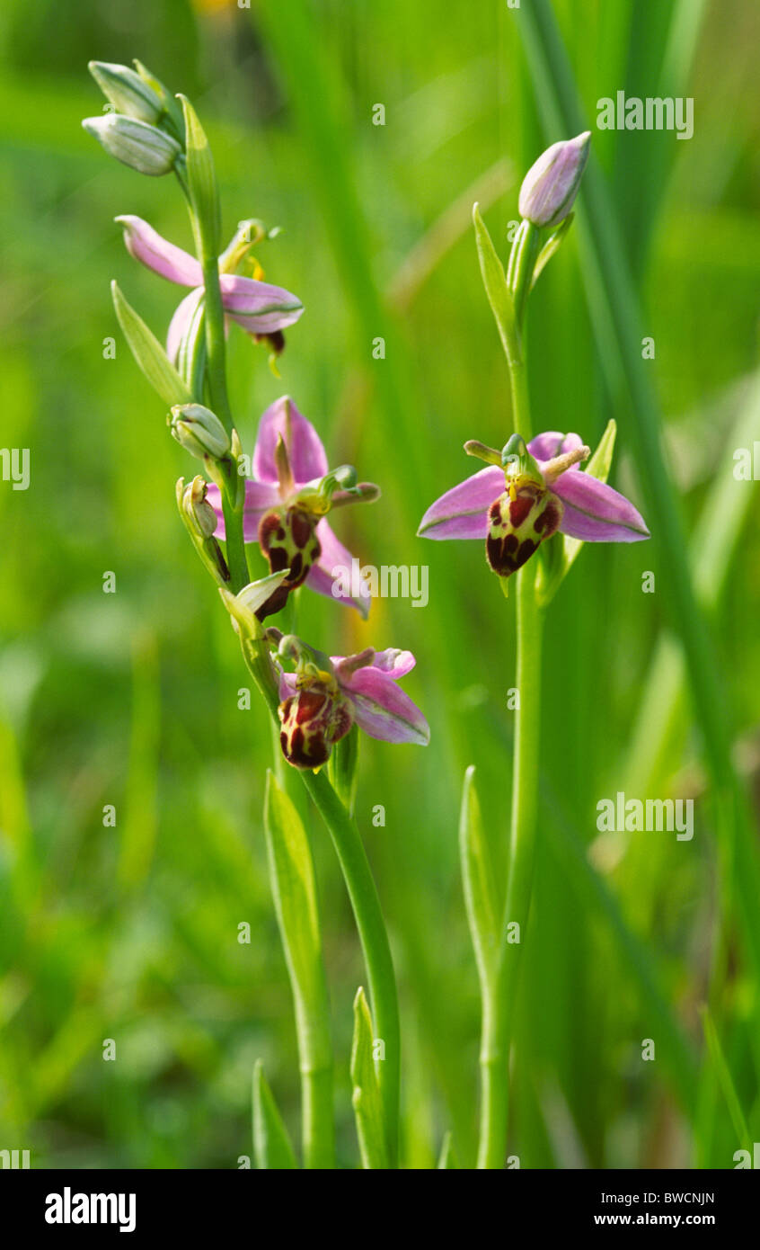 Ophrys insectifera Bee Orchid Stock Photo - Alamy
