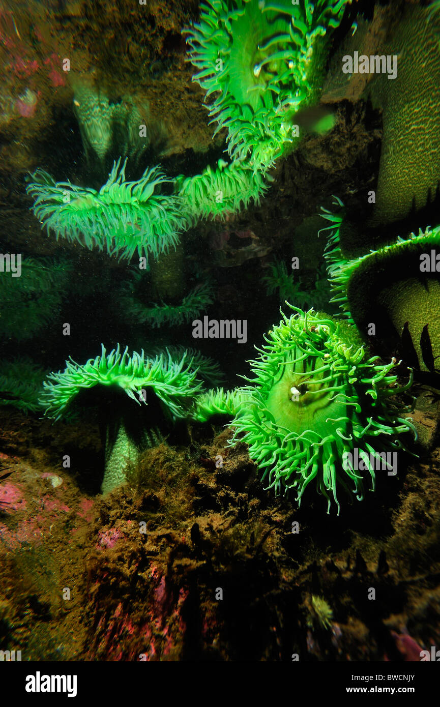 Giant green anemone, Anthopleura xanthogrammica, captive Stock Photo ...