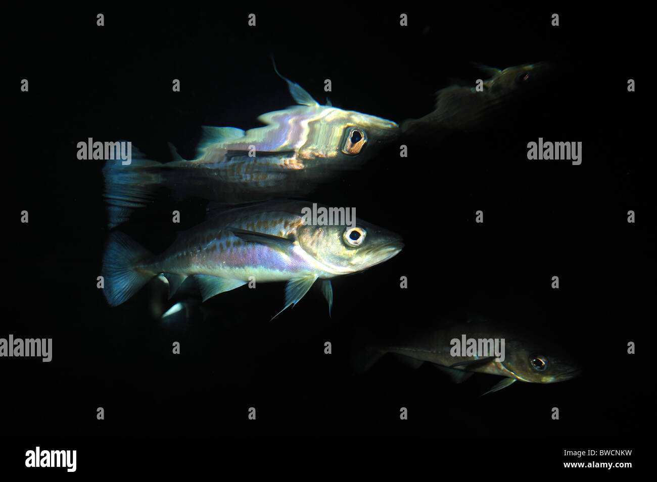 Walleye pollock hi-res stock photography and images - Alamy