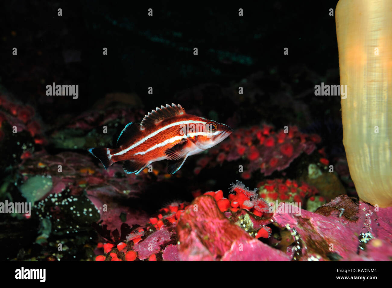 Yelloweye rockfish, Sebastes ruberrimus, juvenile, threatened, captive ...