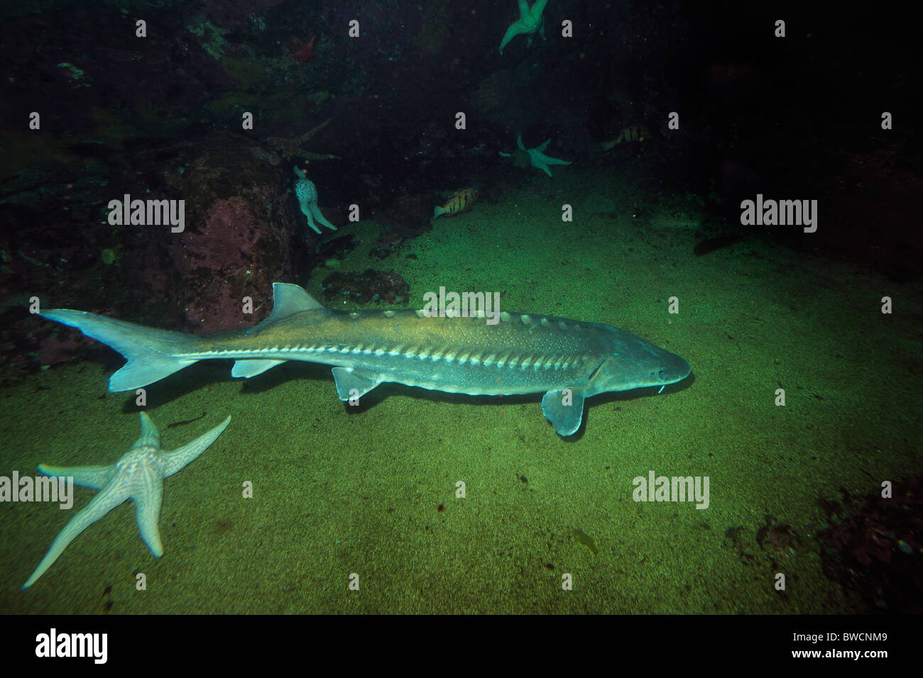 Fish jaw fossil hi-res stock photography and images - Alamy